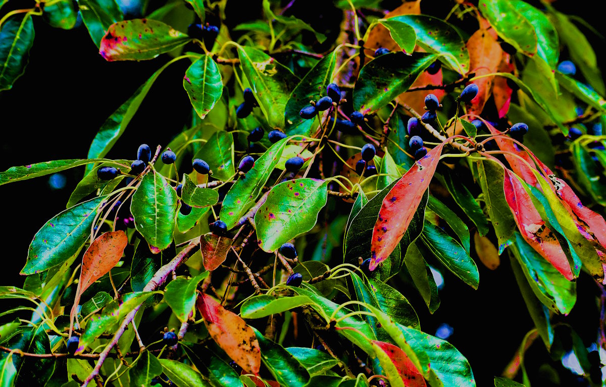 Out My Backdoor: This Tree Is Special | Department Of Natural Resources ...