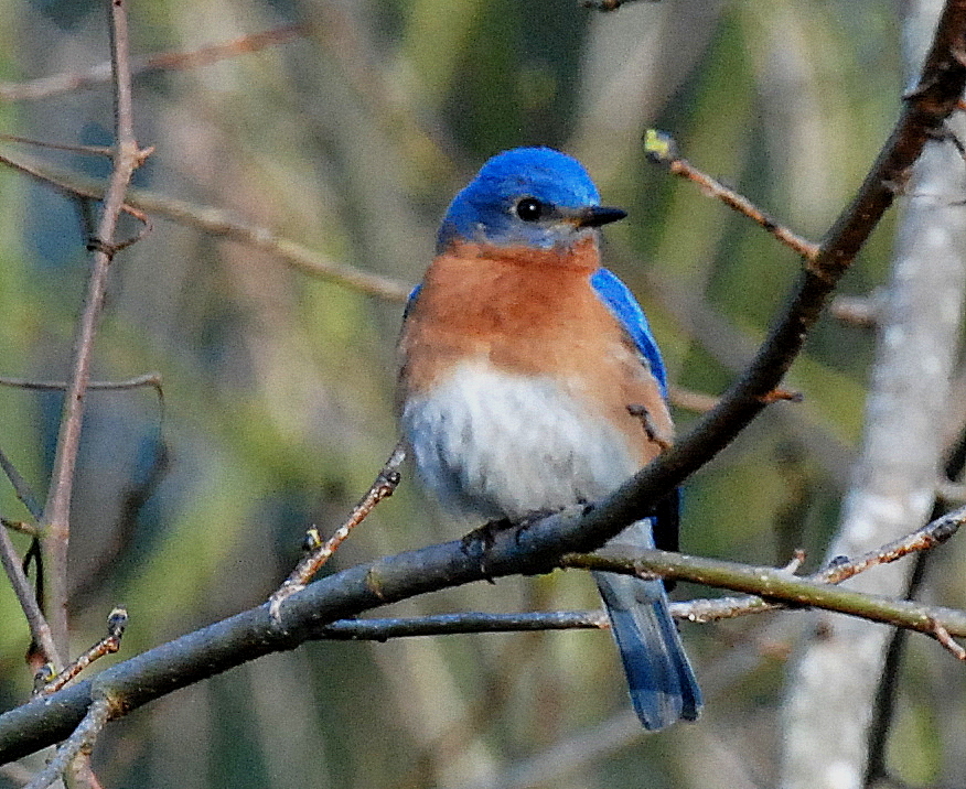 Out My Backdoor: Bluebirds Sometimes Nest in Odd Places | Department Of ...