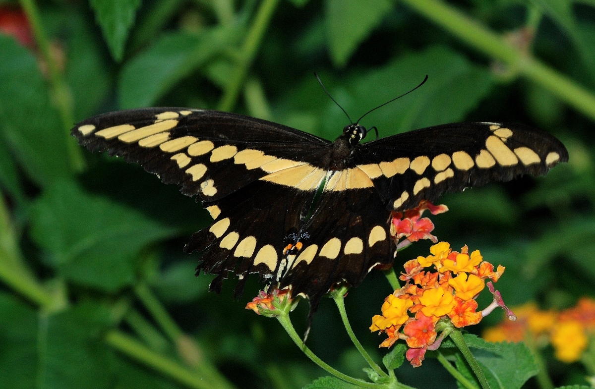 Out My Backdoor: Trying to Coax Giant Swallowtails | Department Of ...