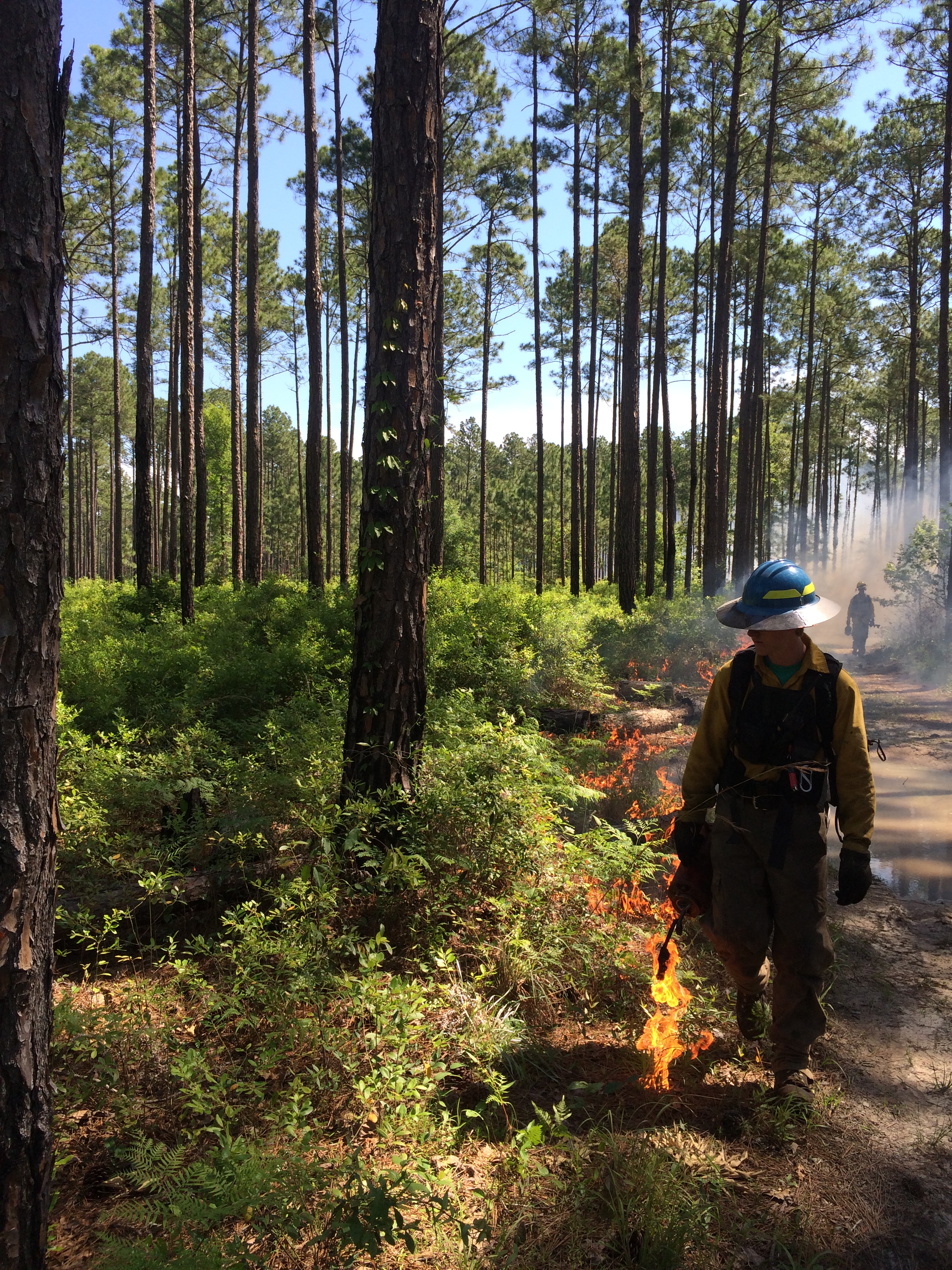 Prescribed Fire | Department Of Natural Resources Division