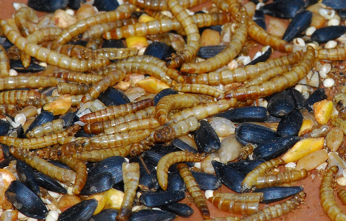 Out My Backdoor: The Appeal of Mealworms | Department Of Natural ...
