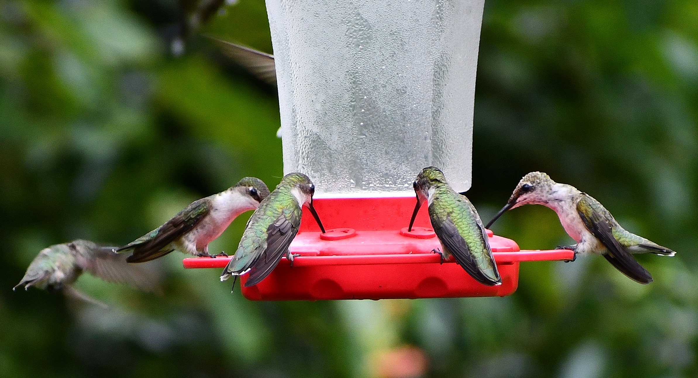 Out My Backdoor: Summertime is Hummer Time | Department Of Natural ...