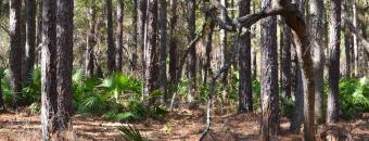 WILDLIFE MANAGEMENT AREAS - GEORGIA