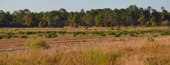 WILDLIFE MANAGEMENT AREAS - GEORGIA