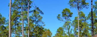 WILDLIFE MANAGEMENT AREAS - GEORGIA