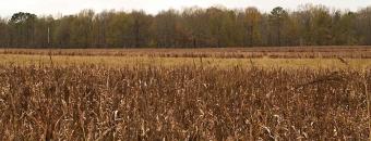 WILDLIFE MANAGEMENT AREAS - GEORGIA