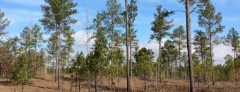 WILDLIFE MANAGEMENT AREAS - GEORGIA