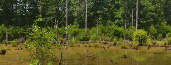 WILDLIFE MANAGEMENT AREAS - GEORGIA