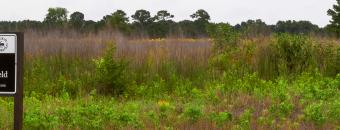 WILDLIFE MANAGEMENT AREAS - GEORGIA | Wildlife Resources Division